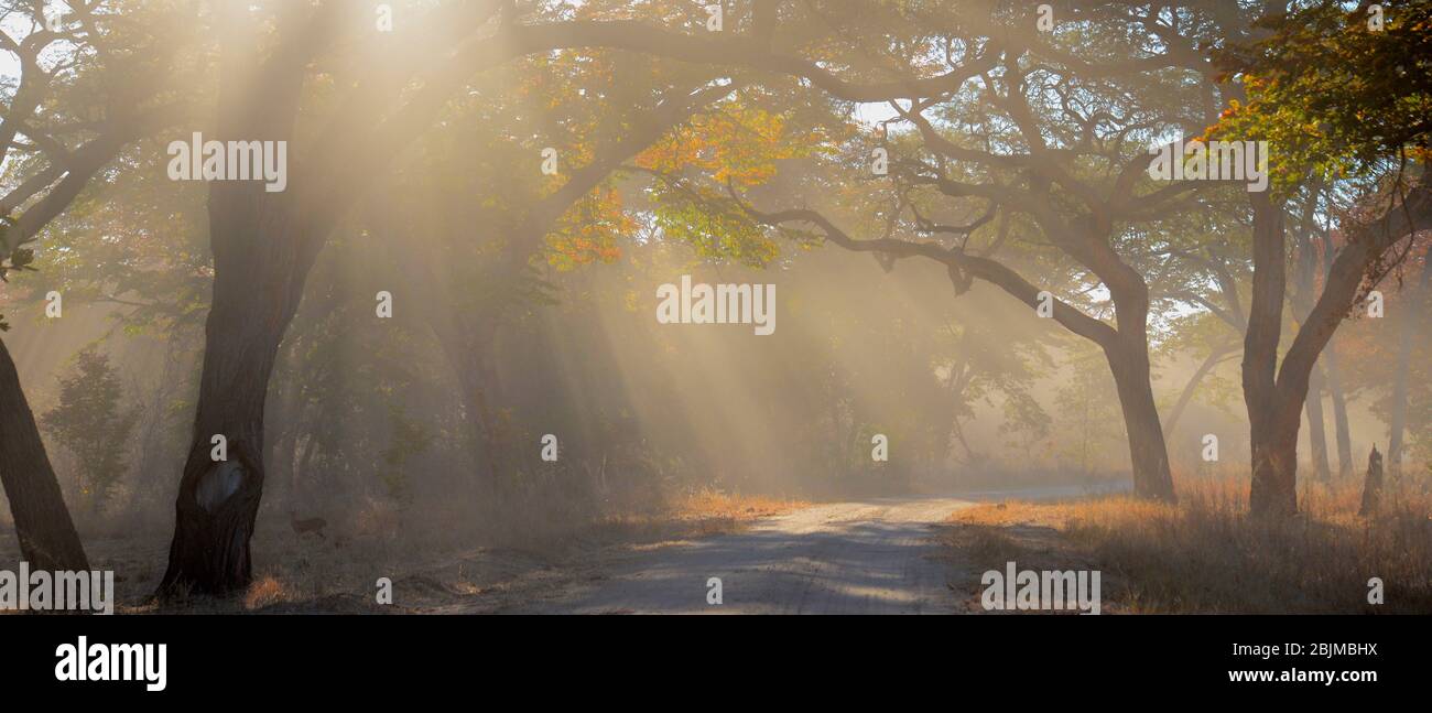sunbeams filtering through thick dust in acacia/teak forest, Hwange ...