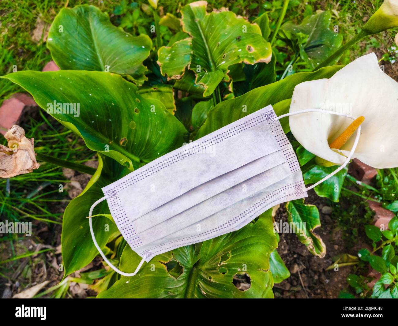 protective mask is lying on the grass.Spring during the coronavirus ...