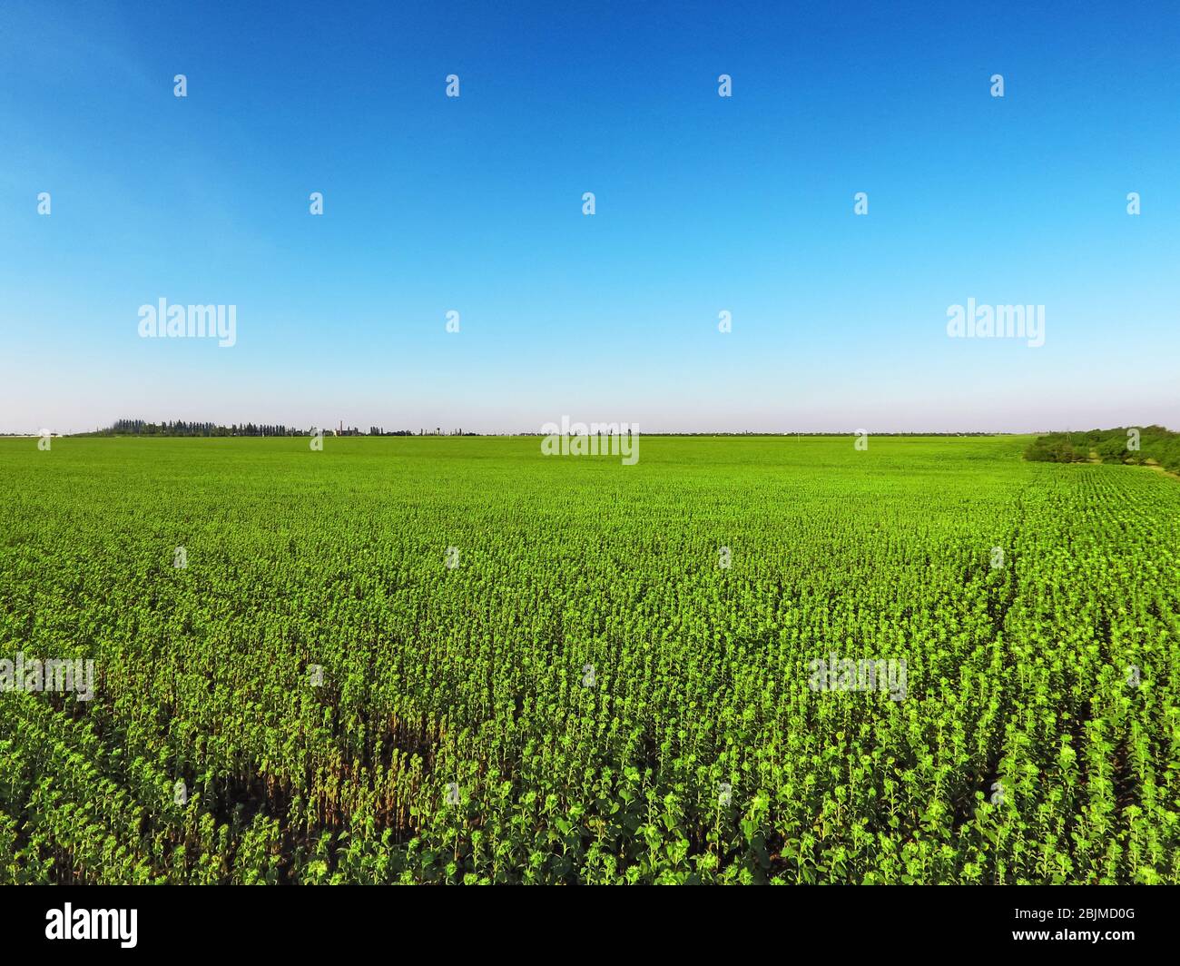 Beautiful field on sunny day Stock Photo - Alamy