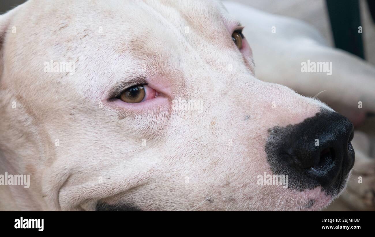 Canine porter hi-res stock photography and images - Alamy