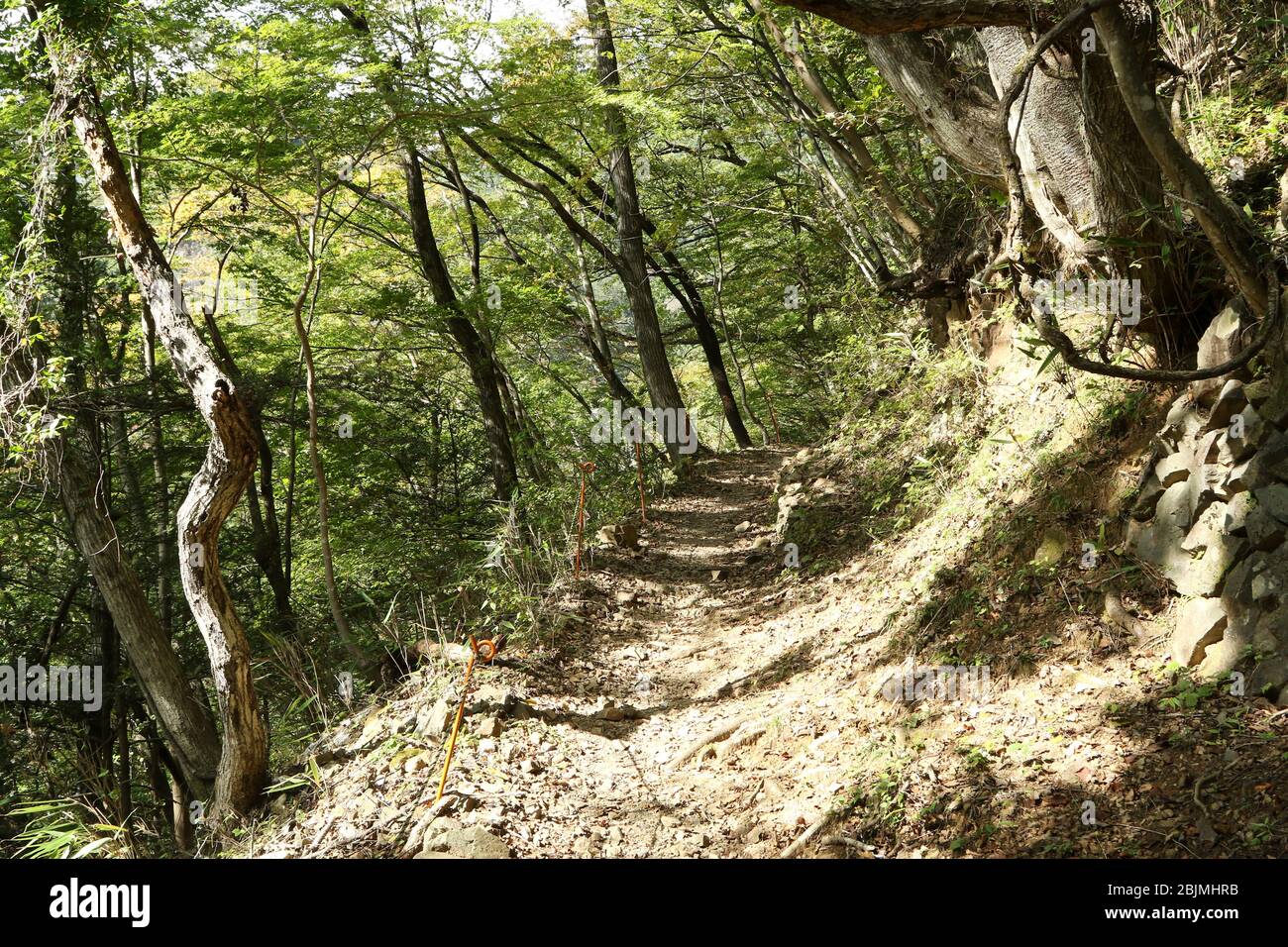 Hiking trail through forest, Okutama Mukashi Michi Hike, Ishikawa ...