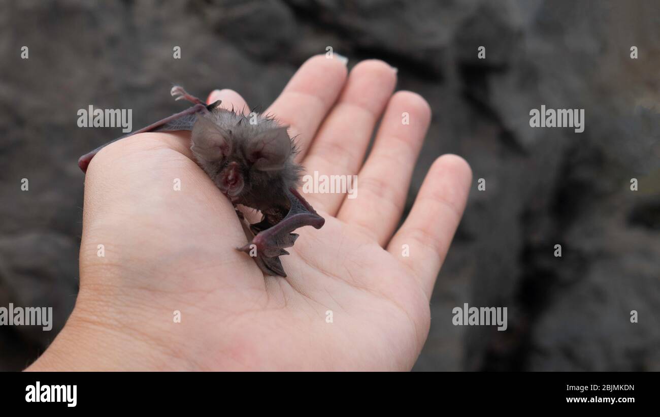 Wings and womans head hi-res stock photography and images - Alamy