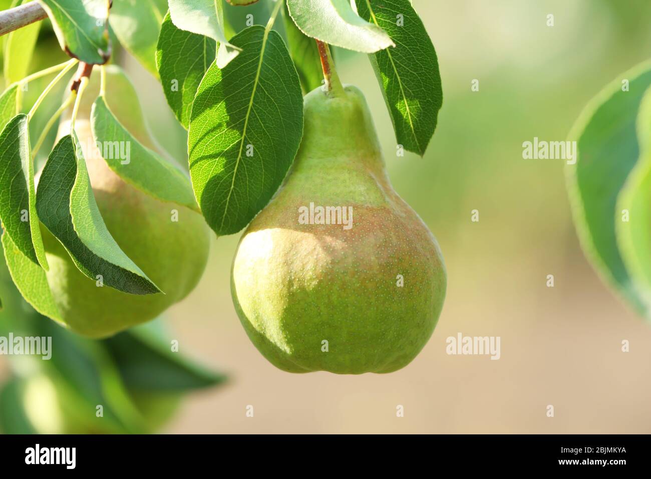 Pear on tree branch in fruit garden Stock Photo - Alamy