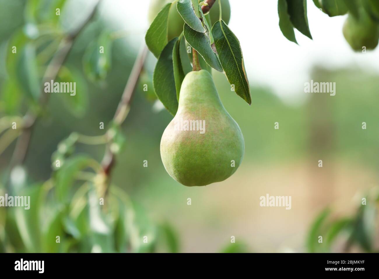 Pear on tree branch in fruit garden Stock Photo - Alamy