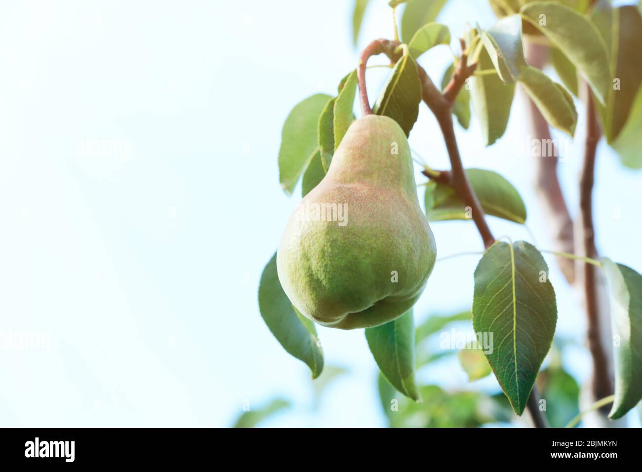 Pear on tree branch in fruit garden Stock Photo - Alamy