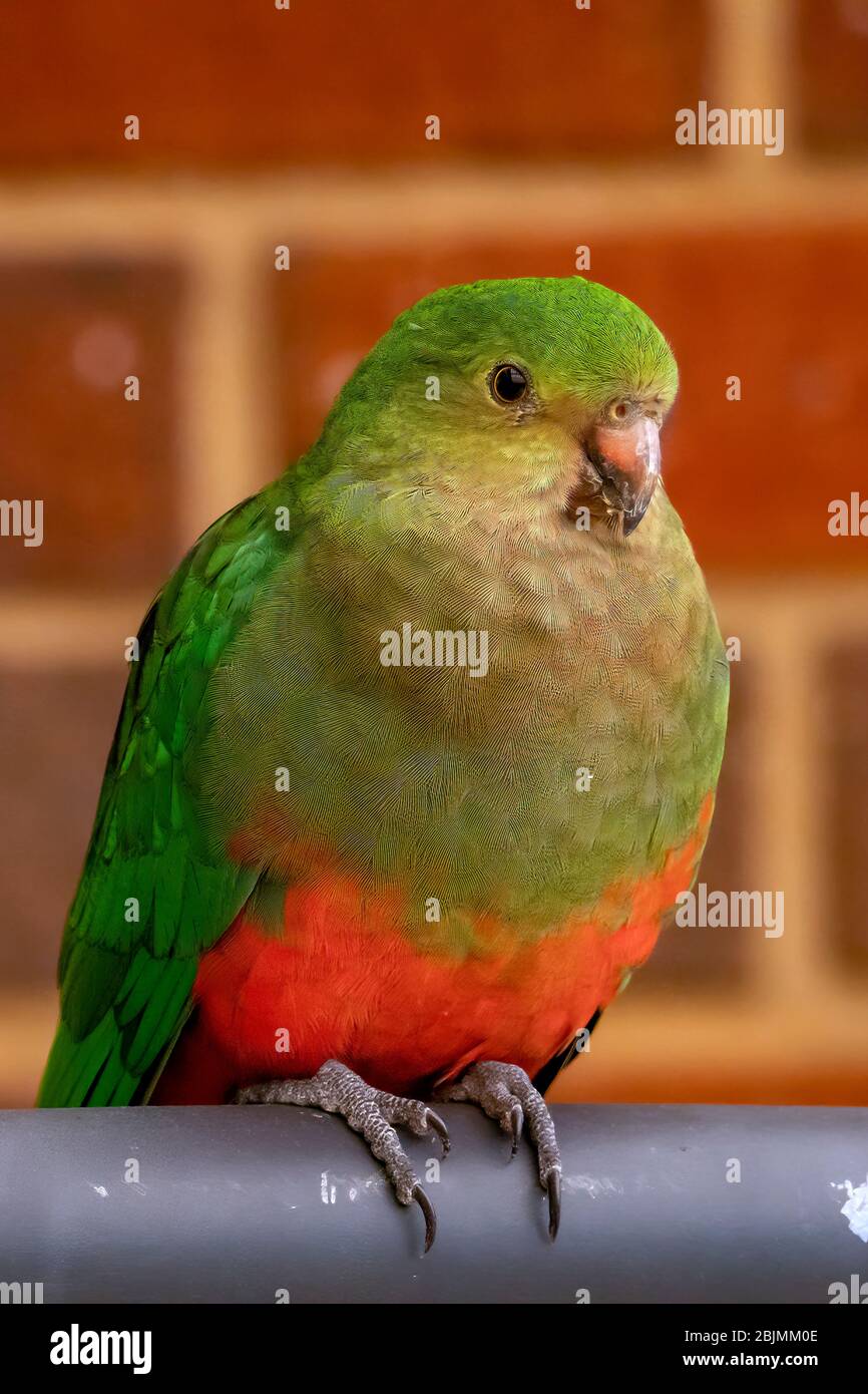 Female King Parrot, Alisterus scapularis Stock Photo - Alamy