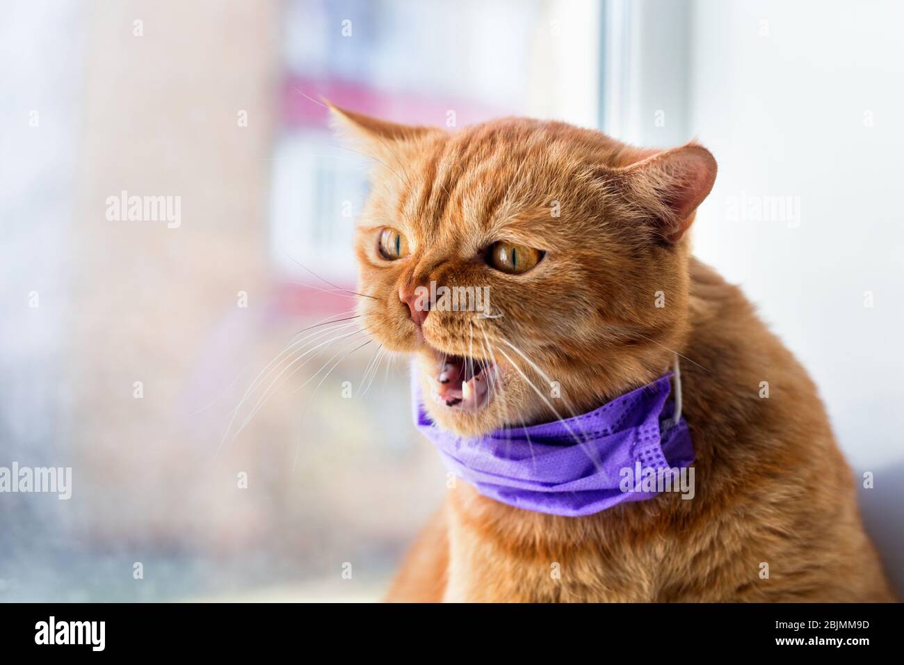 Cat mask animal hi-res stock photography and images - Alamy