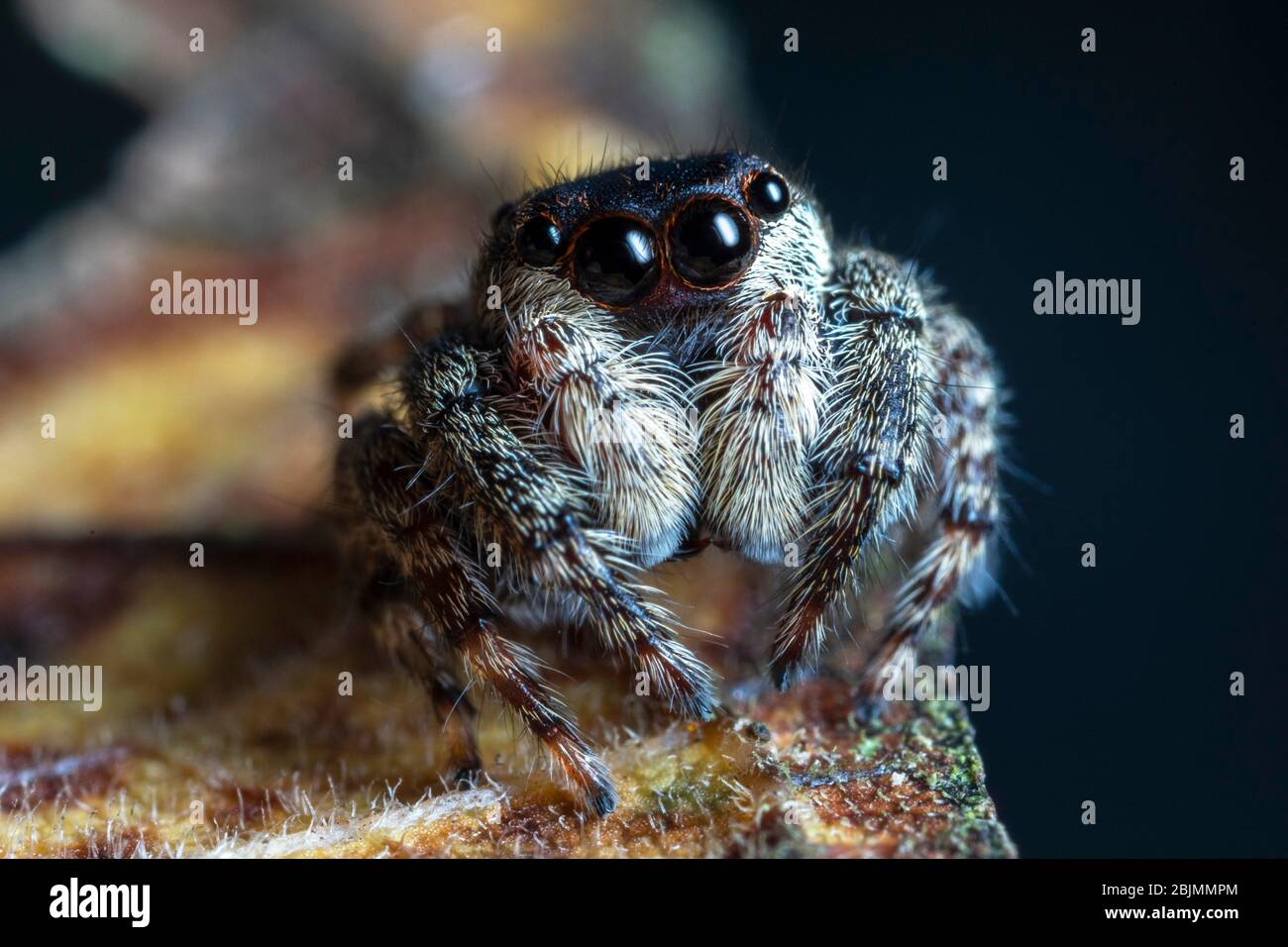 Jumping spider, Kampung Skudup, Sarawak, Malaysia Stock Photo - Alamy
