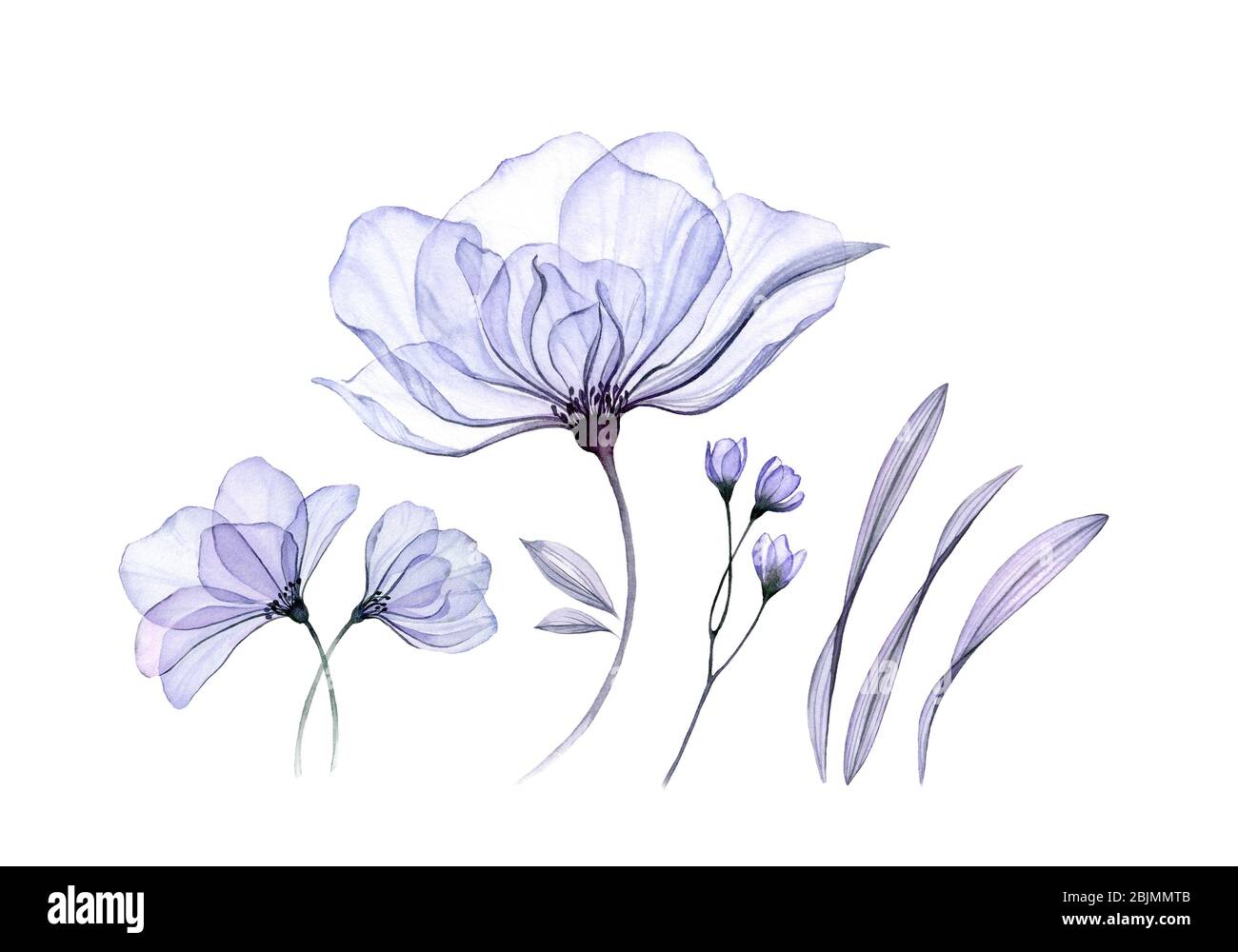 Set berry leaves flower hi-res stock photography and images - Alamy