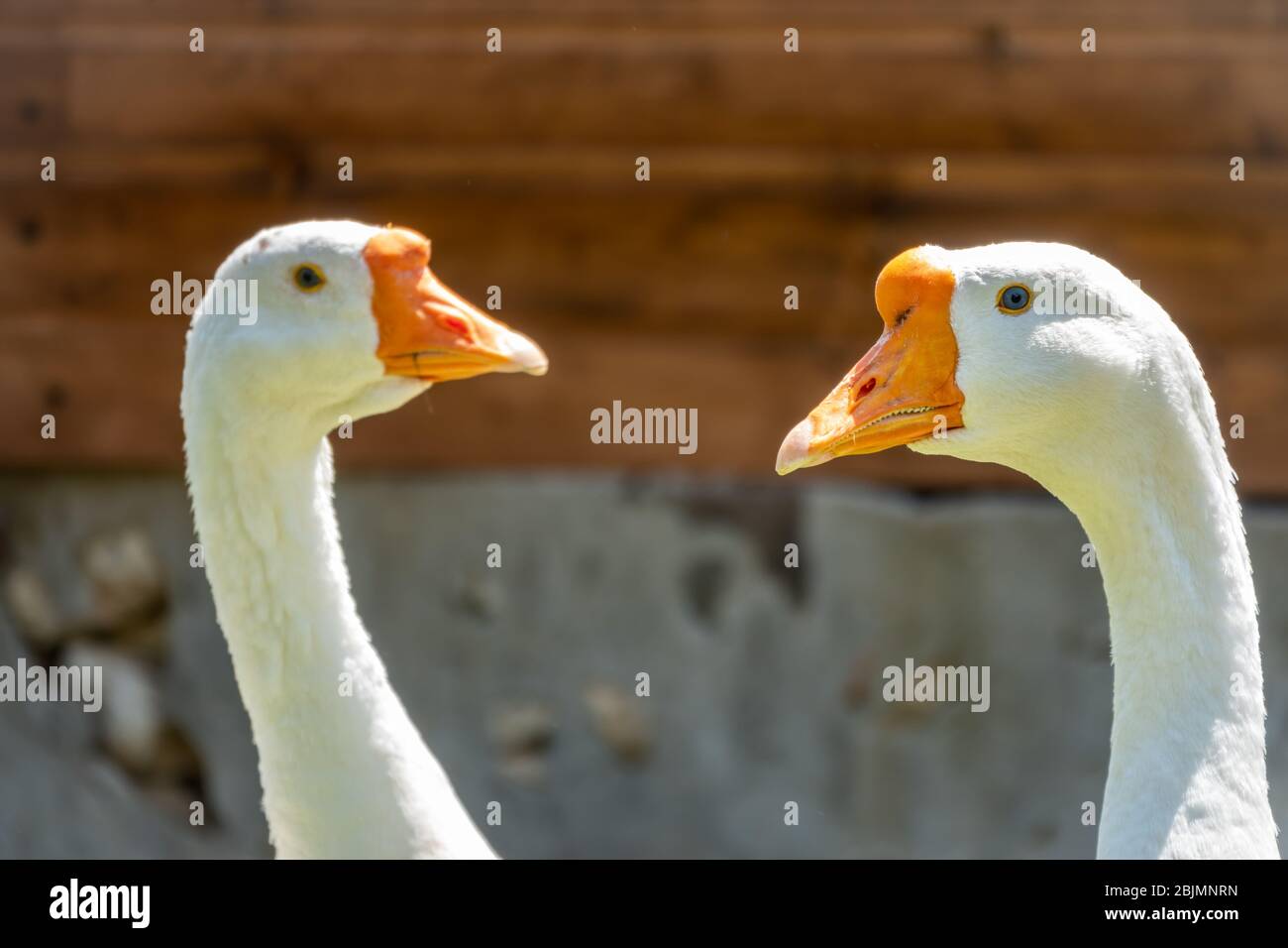 Portrait of two domesticated grey goose. Greylag goose or white goose ...