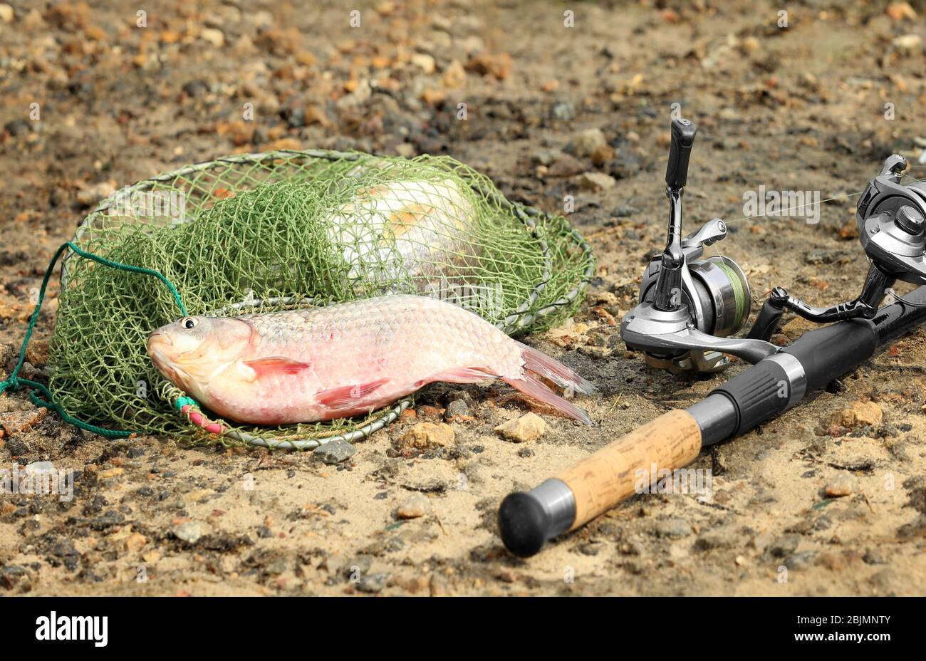 Fishes in net hi-res stock photography and images - Alamy