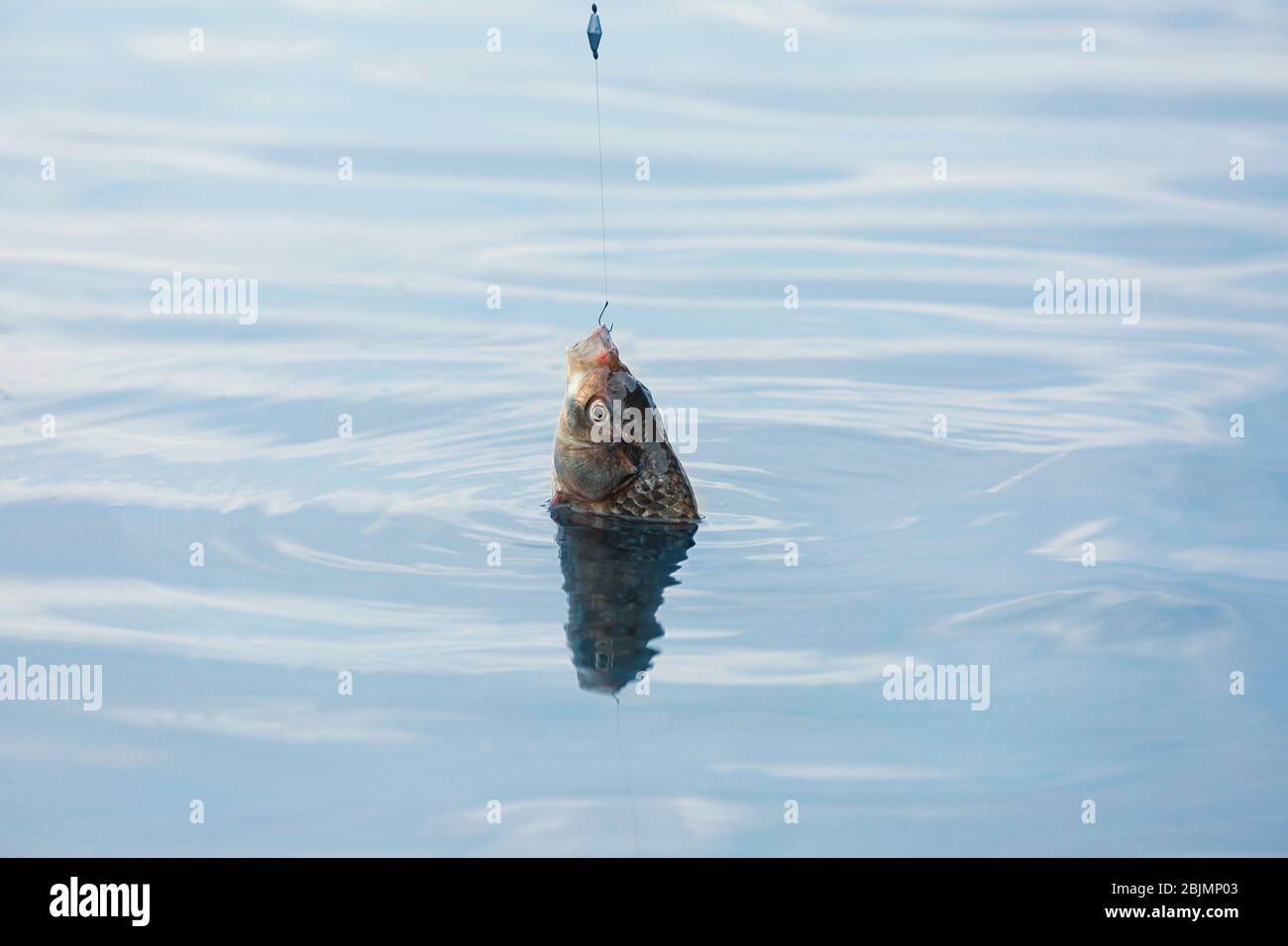 Freshwater fish on hook Stock Photo - Alamy