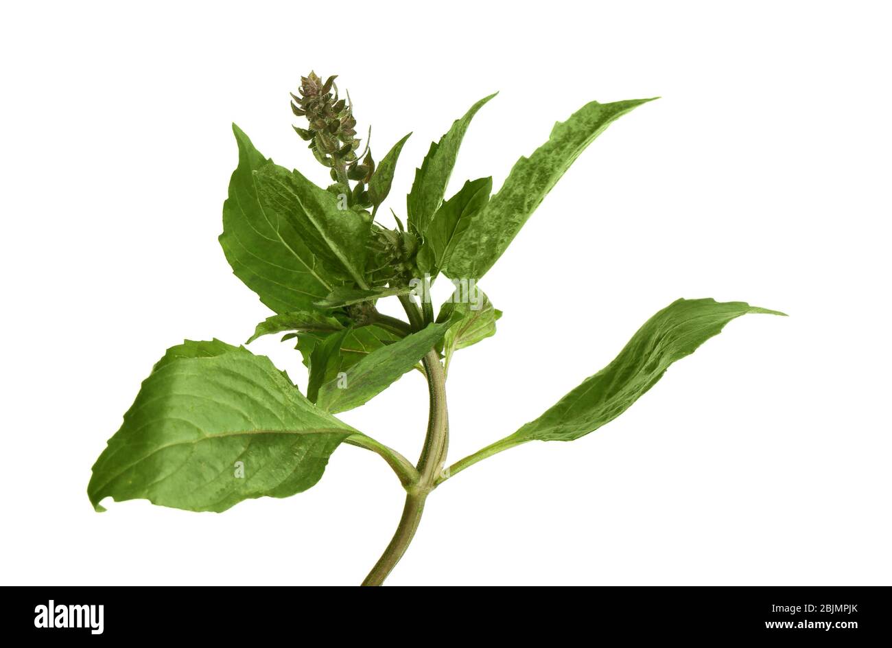 Fresh basil plant on white background Stock Photo - Alamy