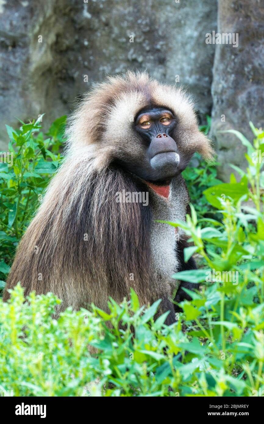 Male gelada theropithecus gelada hi-res stock photography and images ...
