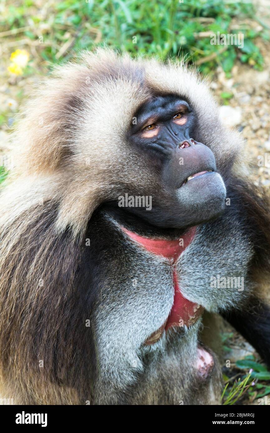 Gelada theropithecus gelada hi-res stock photography and images - Alamy