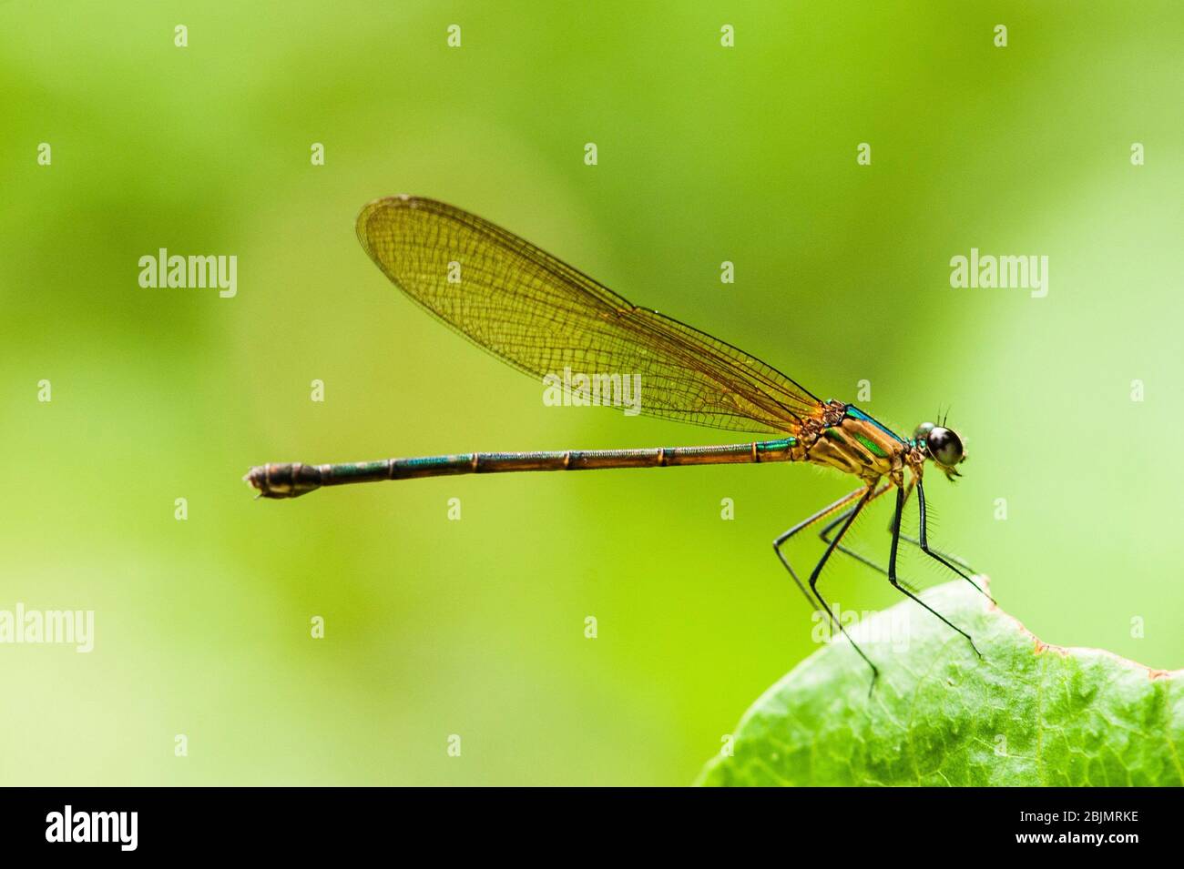 Colombia Insect High Resolution Stock Photography and Images - Alamy