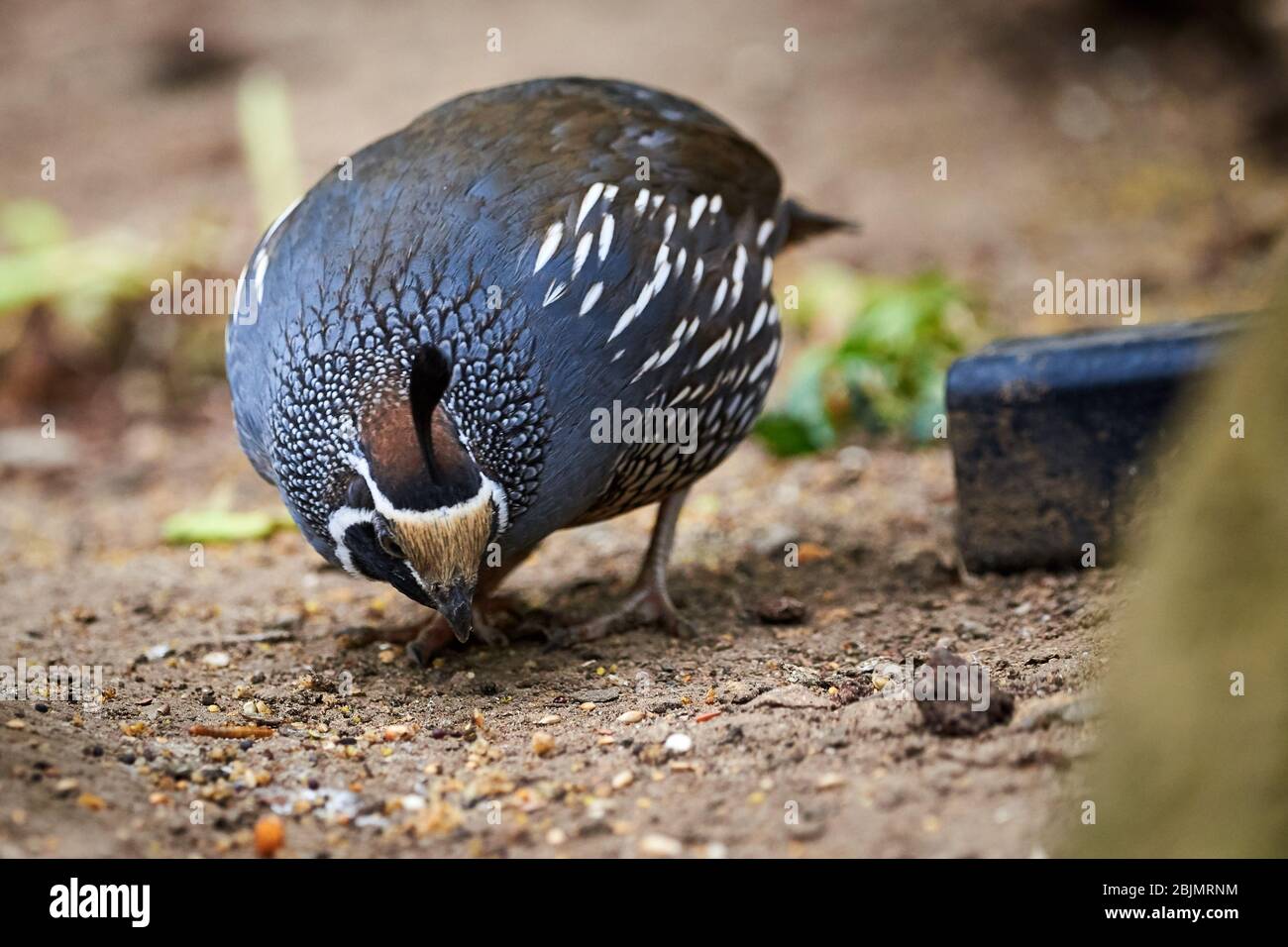 California Quail Feathers