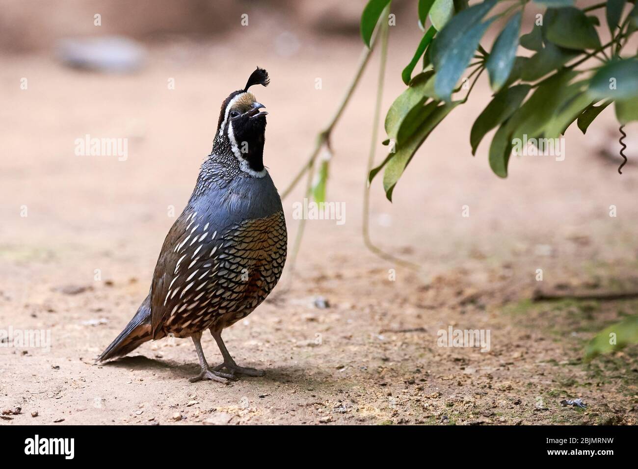 California quail white background hi-res stock photography and images - Alamy