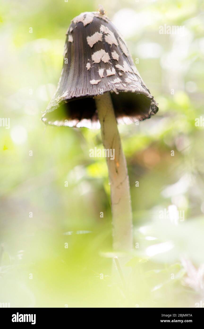 Coprinus Comatus Ink Cap Mushroom High Resolution Stock Photography and ...