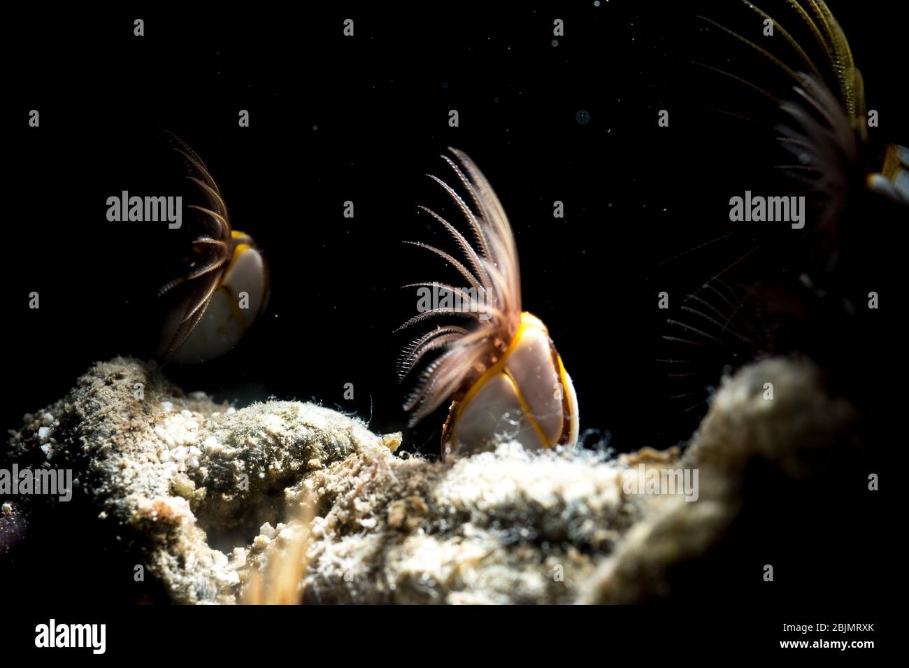 Common goose barnacle lepas anatifera hi-res stock photography and ...