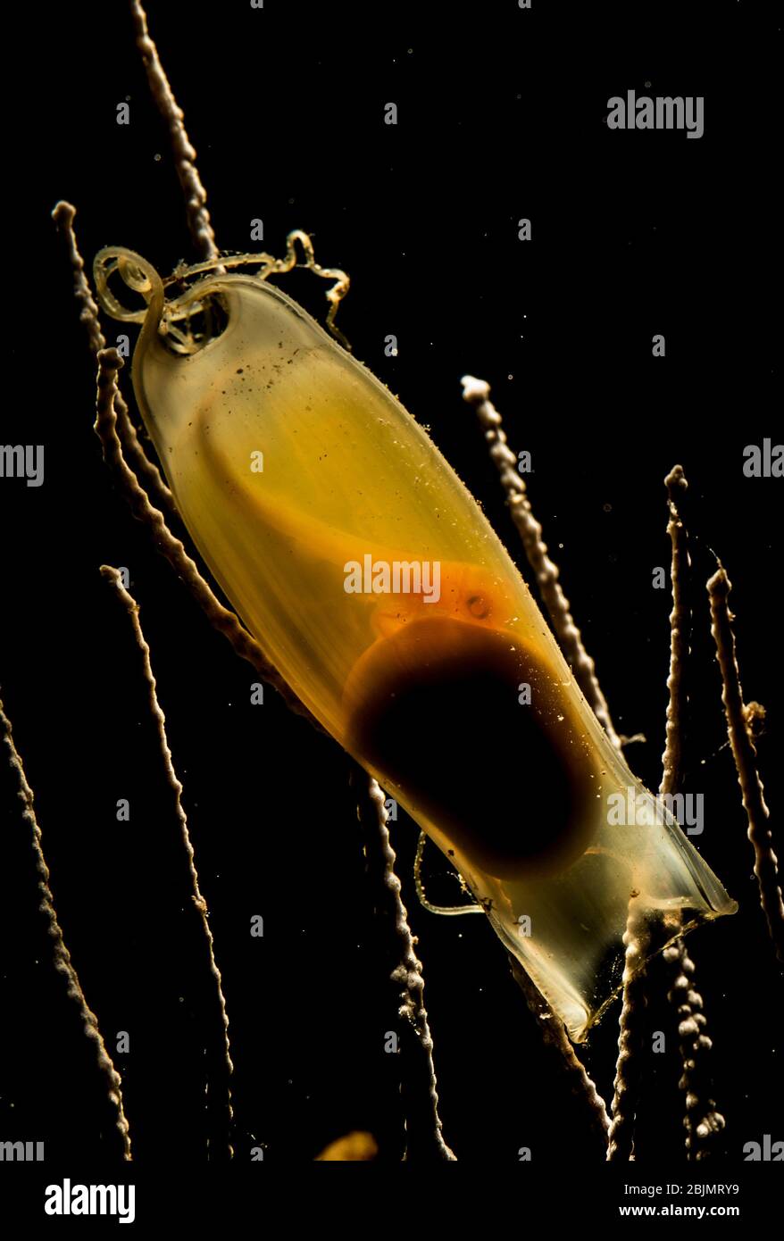 Two Embryos High Resolution Stock Photography and Images - Alamy