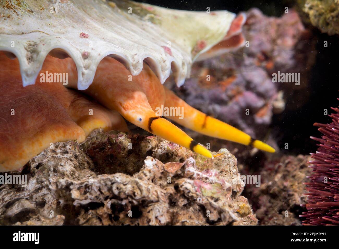 Charonia hi-res stock photography and images - Alamy