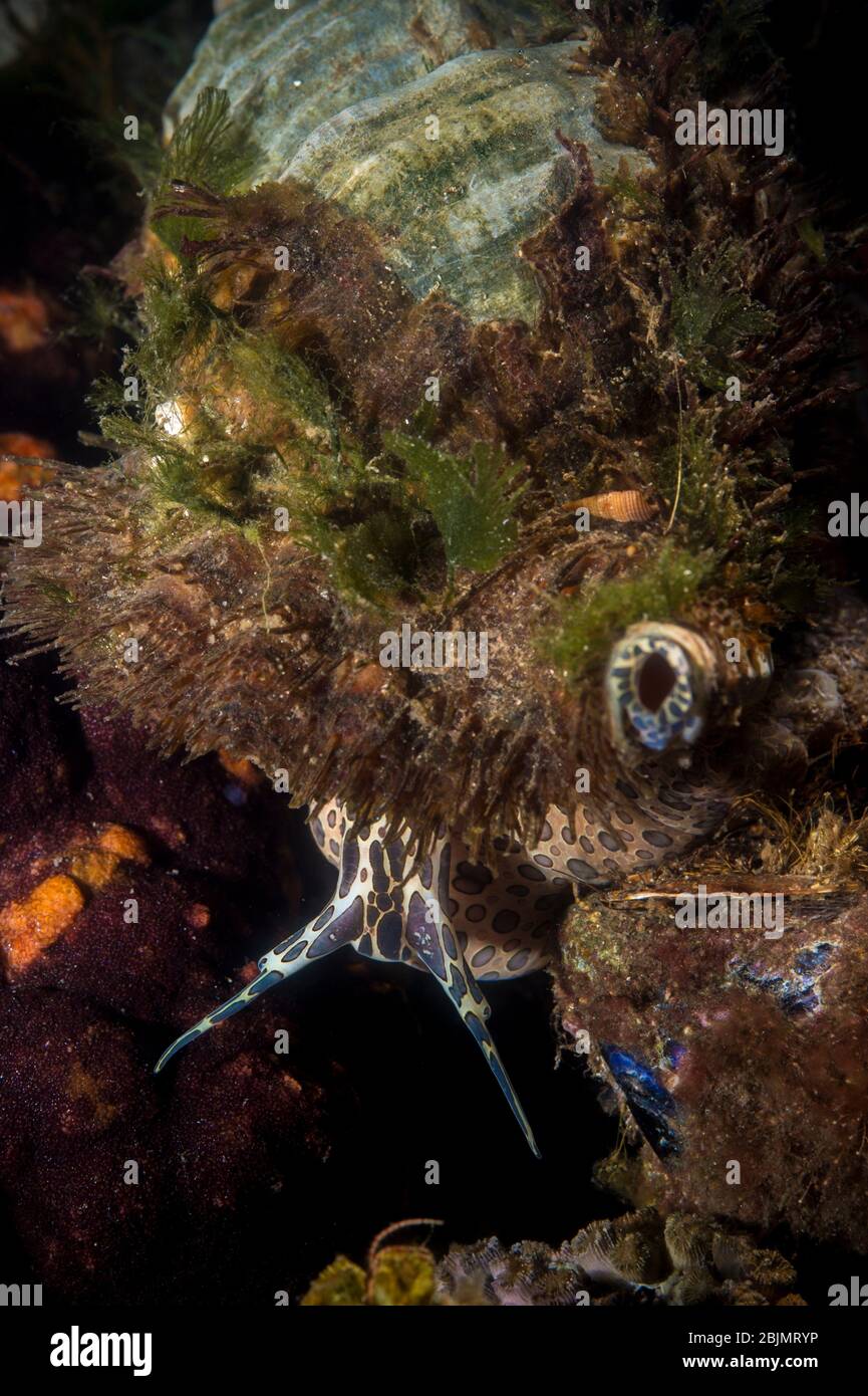 Cymatium hi-res stock photography and images - Alamy