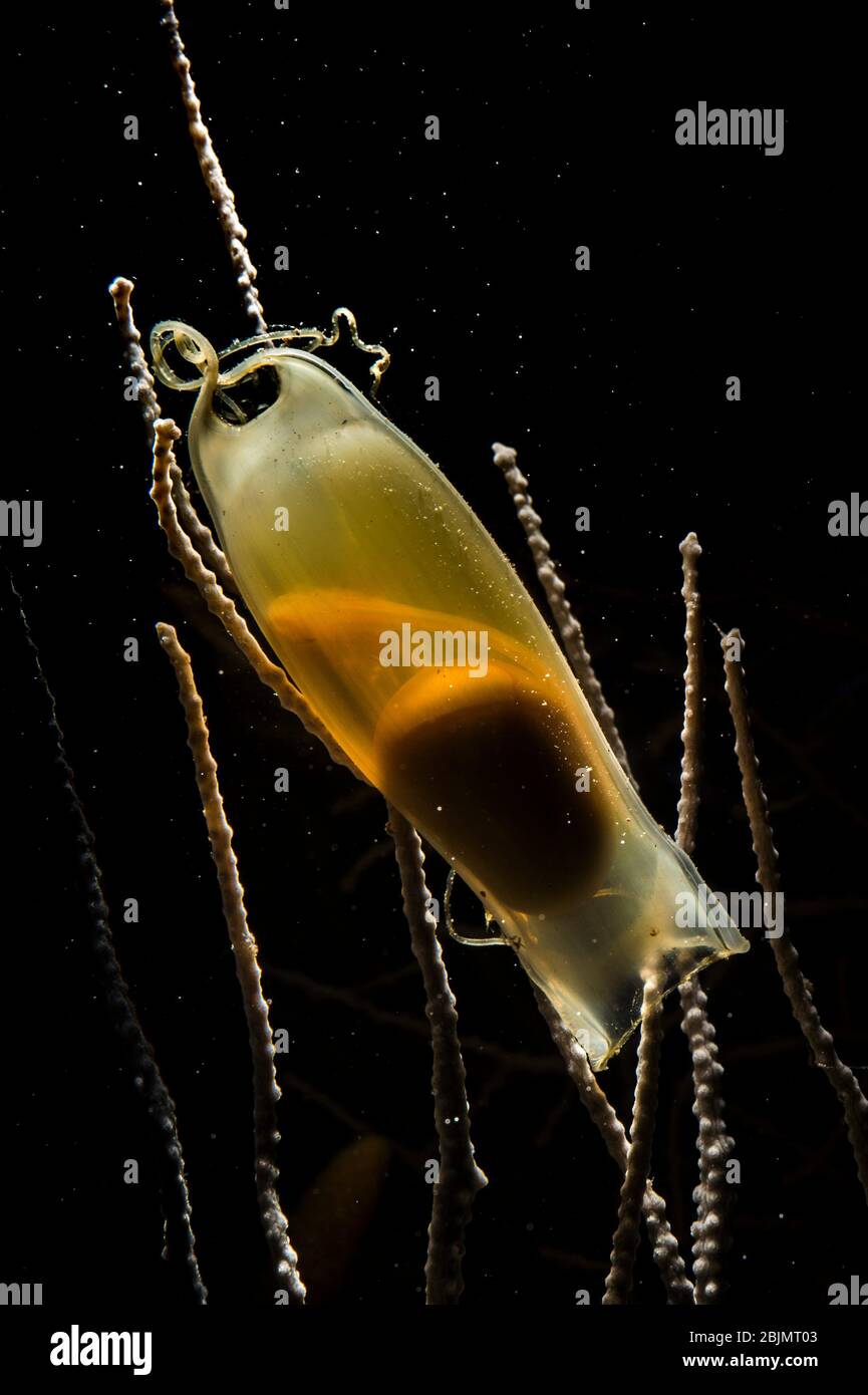 Shark egg case hi-res stock photography and images - Alamy