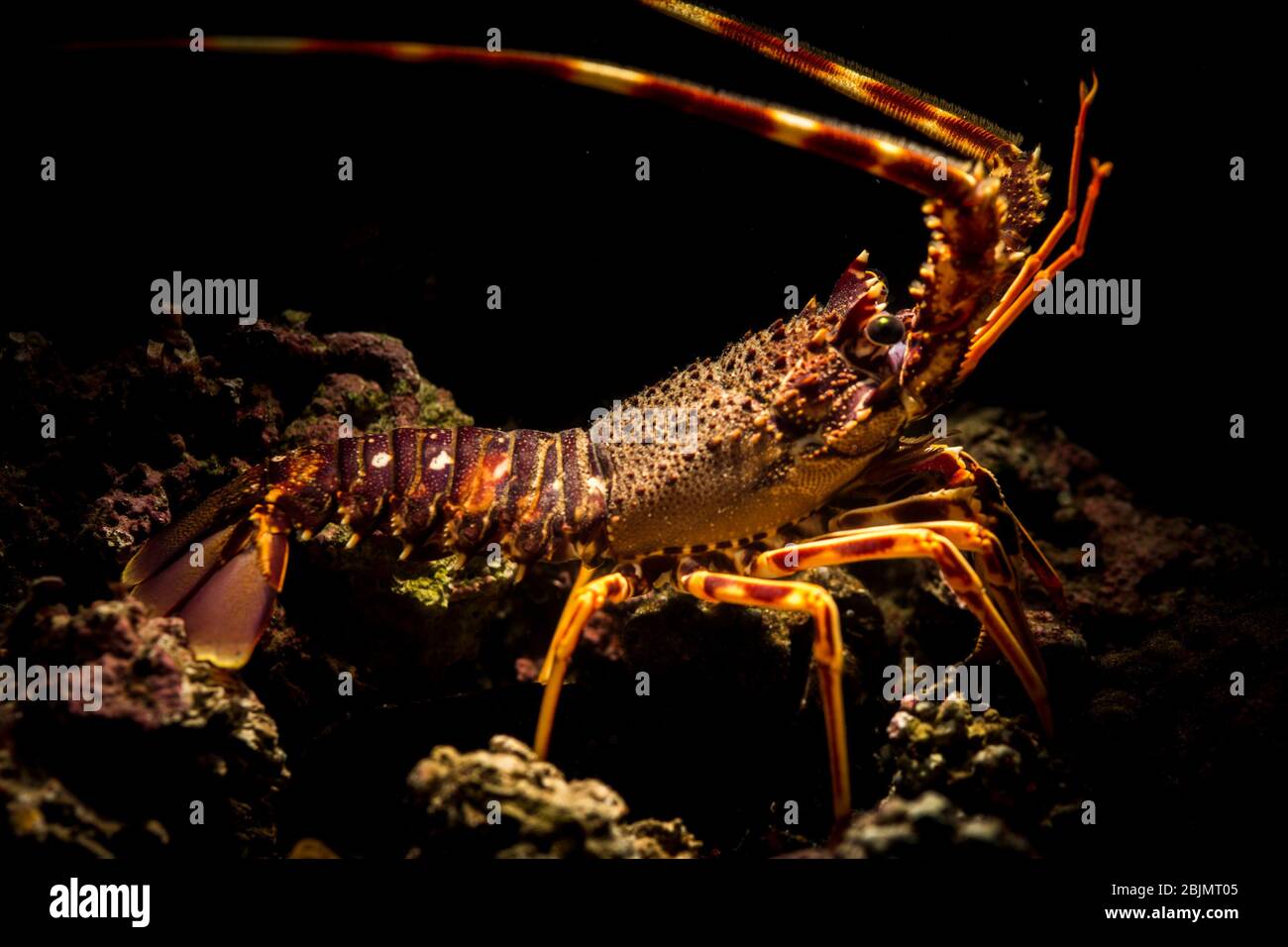 European spiny lobsters hi-res stock photography and images - Alamy