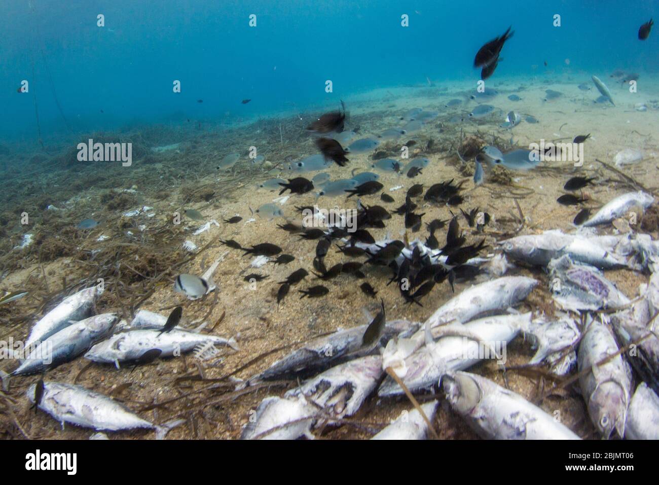 Dead sea fish hi-res stock photography and images - Alamy