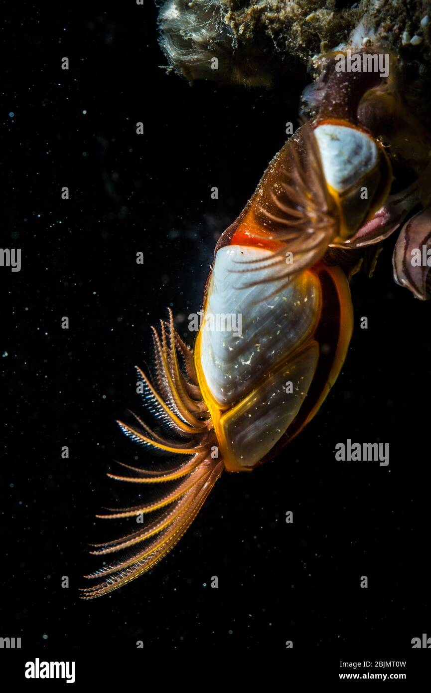 Lepas Anatifera Stock Photos & Lepas Anatifera Stock Images - Alamy