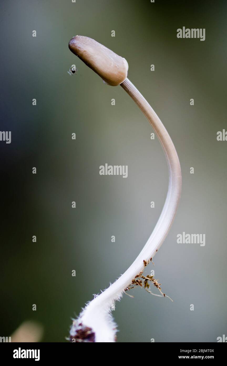 Mycena Sp High Resolution Stock Photography and Images - Alamy