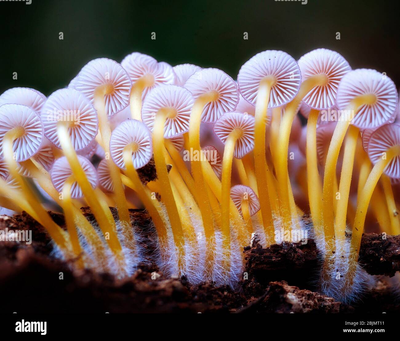 Mycena Sp High Resolution Stock Photography and Images - Alamy