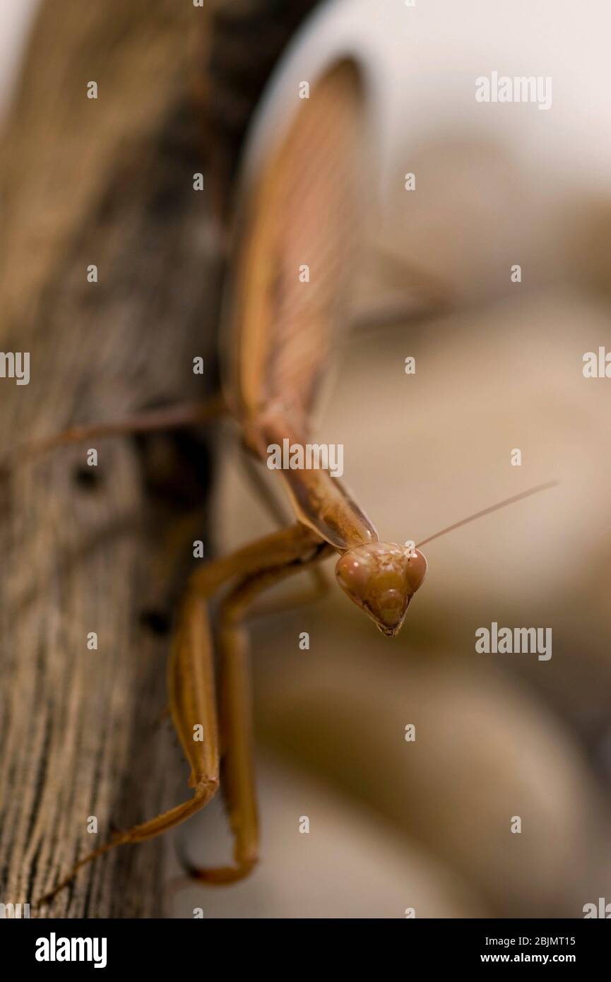 Mantis nature hi-res stock photography and images - Alamy