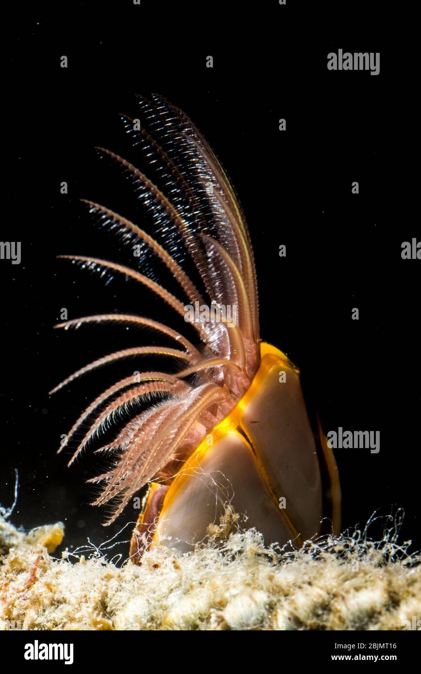 Pelagic Goose Barnacle