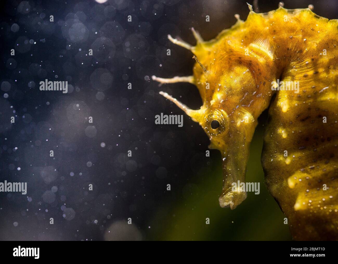 Long snouted seahorse hi-res stock photography and images - Alamy