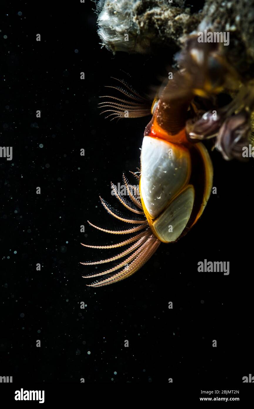 Lepas anatifera hi-res stock photography and images - Alamy