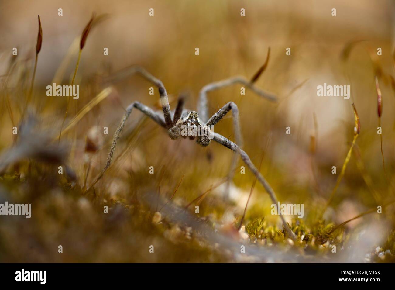Italian tarantula spider hi-res stock photography and images - Alamy