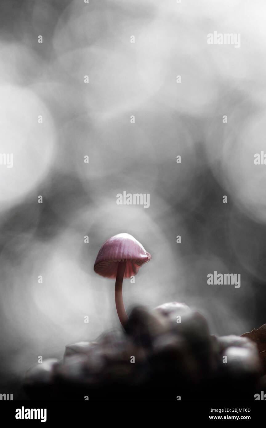 Mycena sp hi-res stock photography and images - Alamy