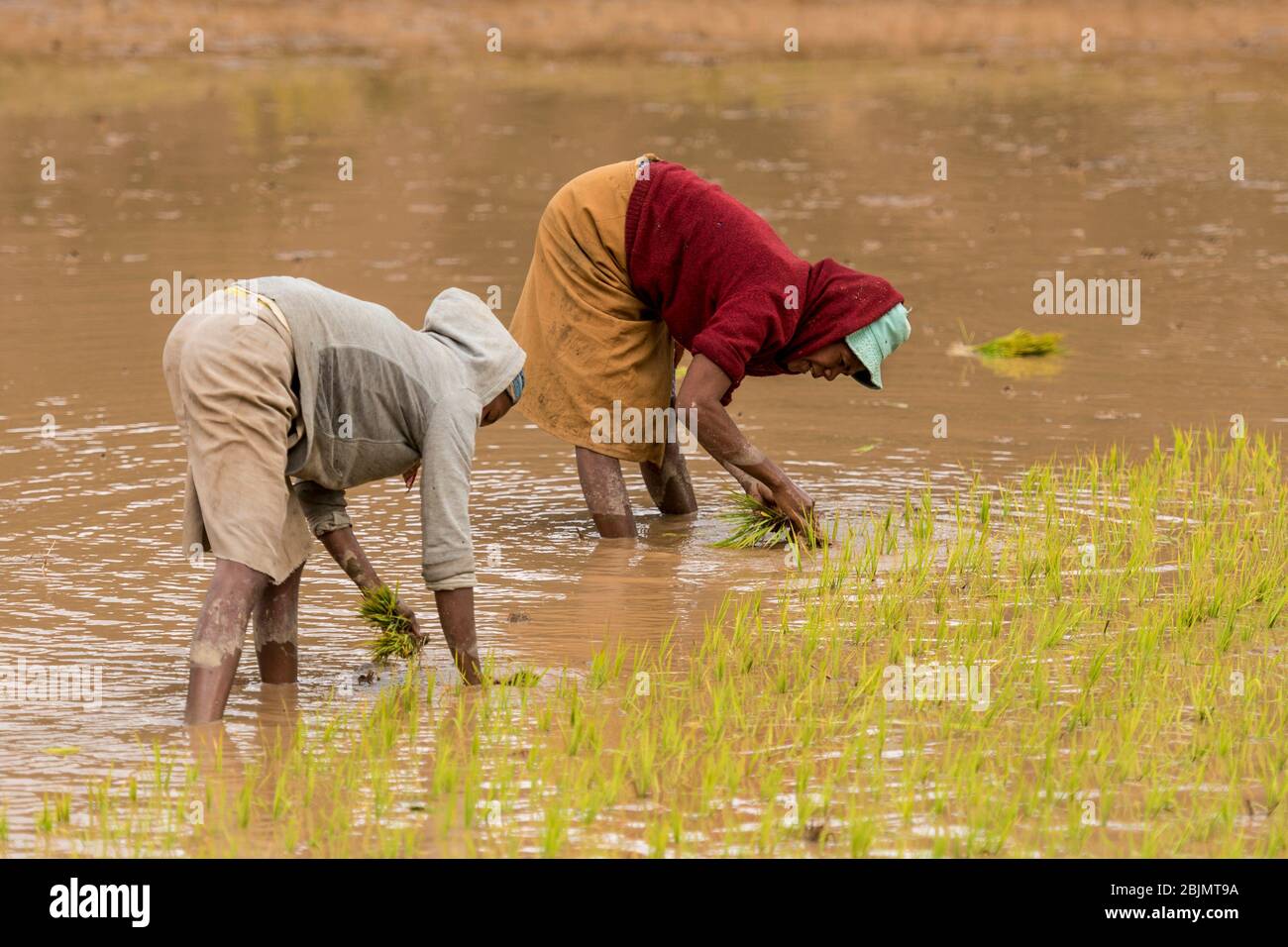 Rice madagascar not agriculture hi-res stock photography and images - Alamy