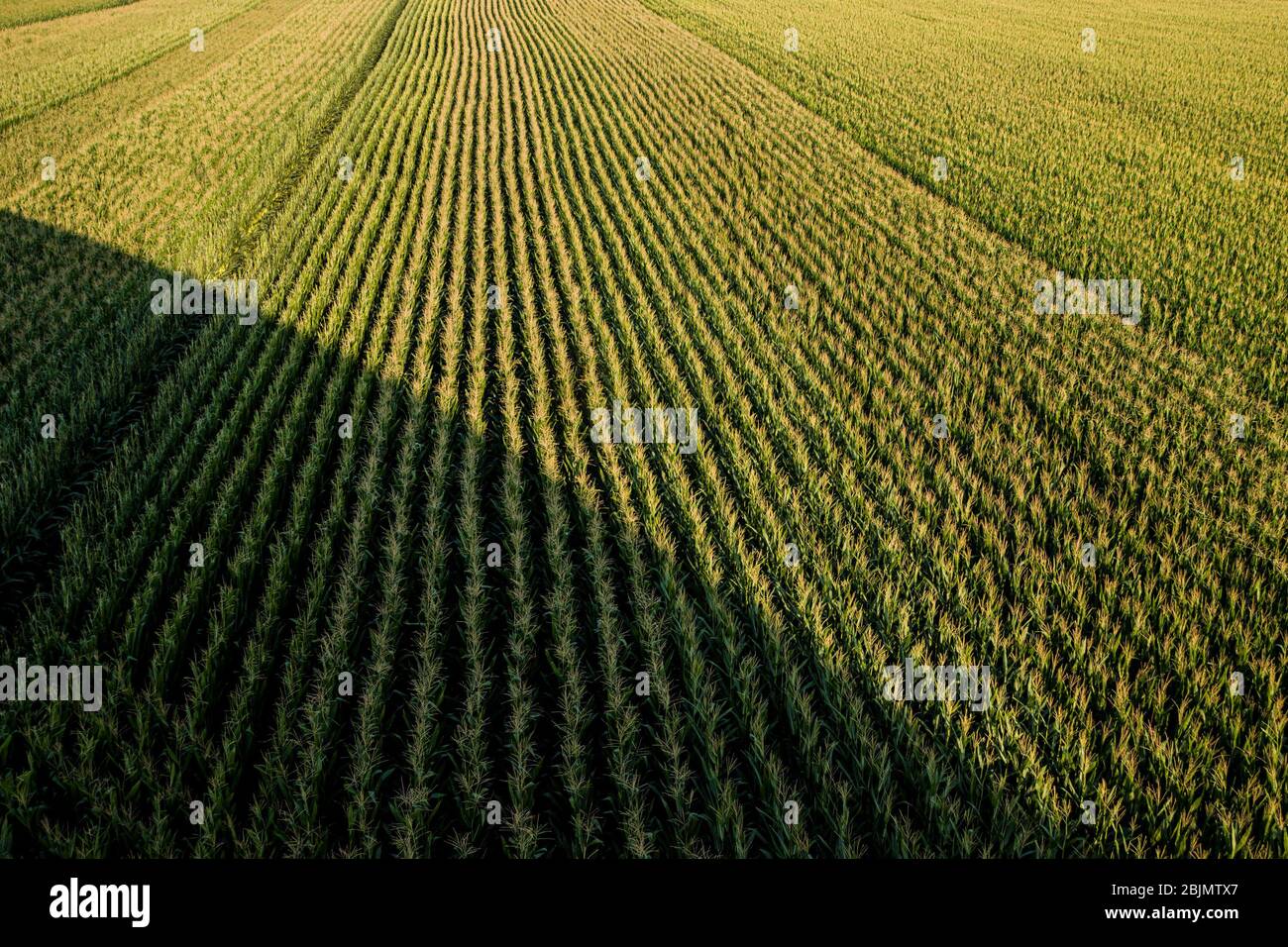 Corn plantations hi-res stock photography and images - Alamy