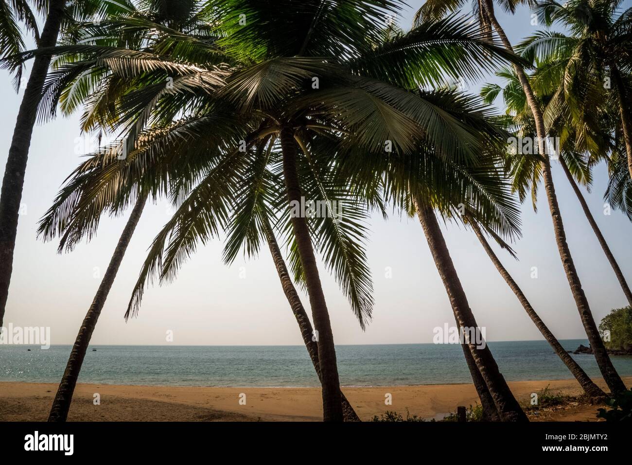 Palm tree shores hi-res stock photography and images - Alamy