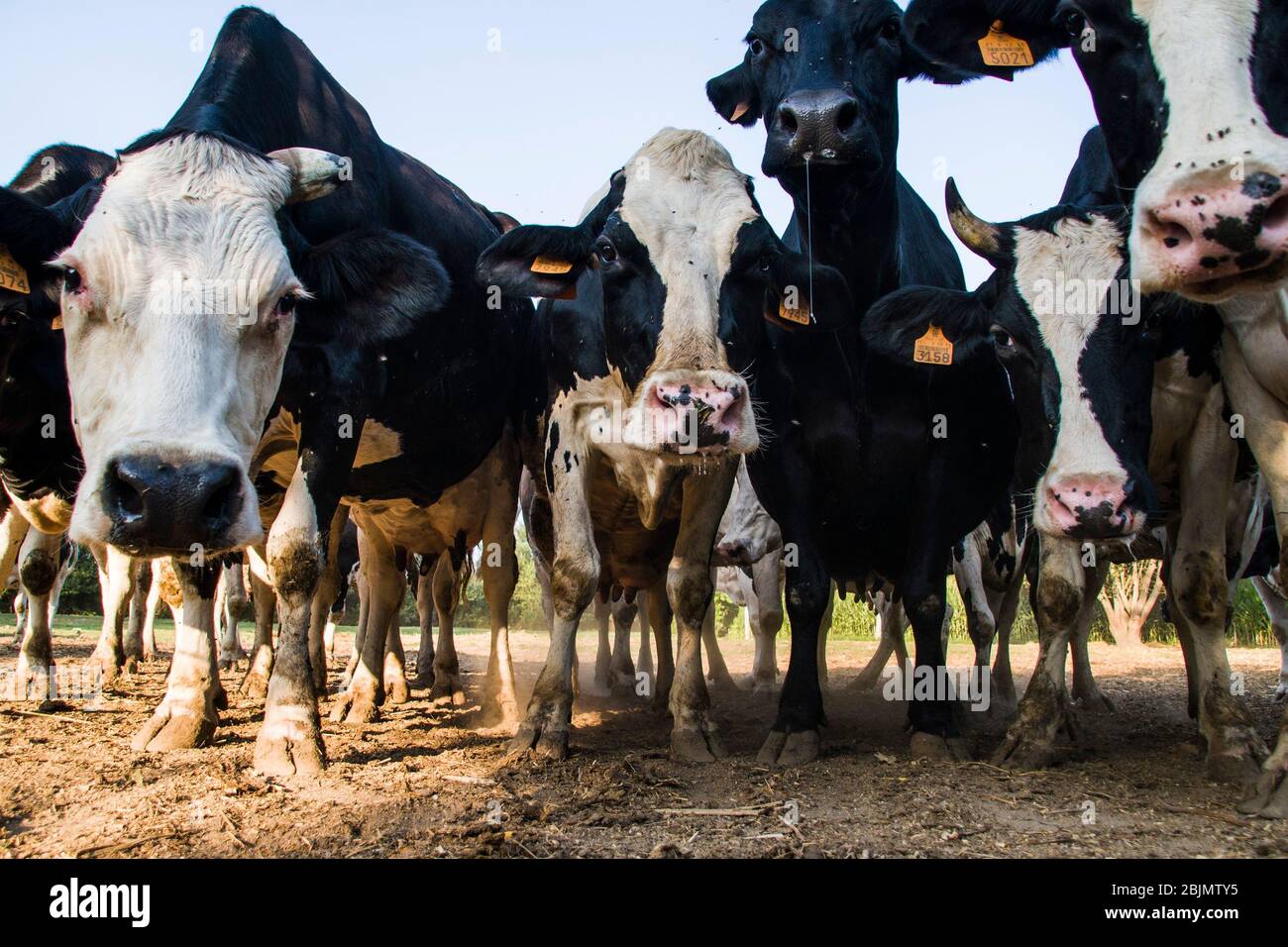 Milk producing animal hi-res stock photography and images - Alamy