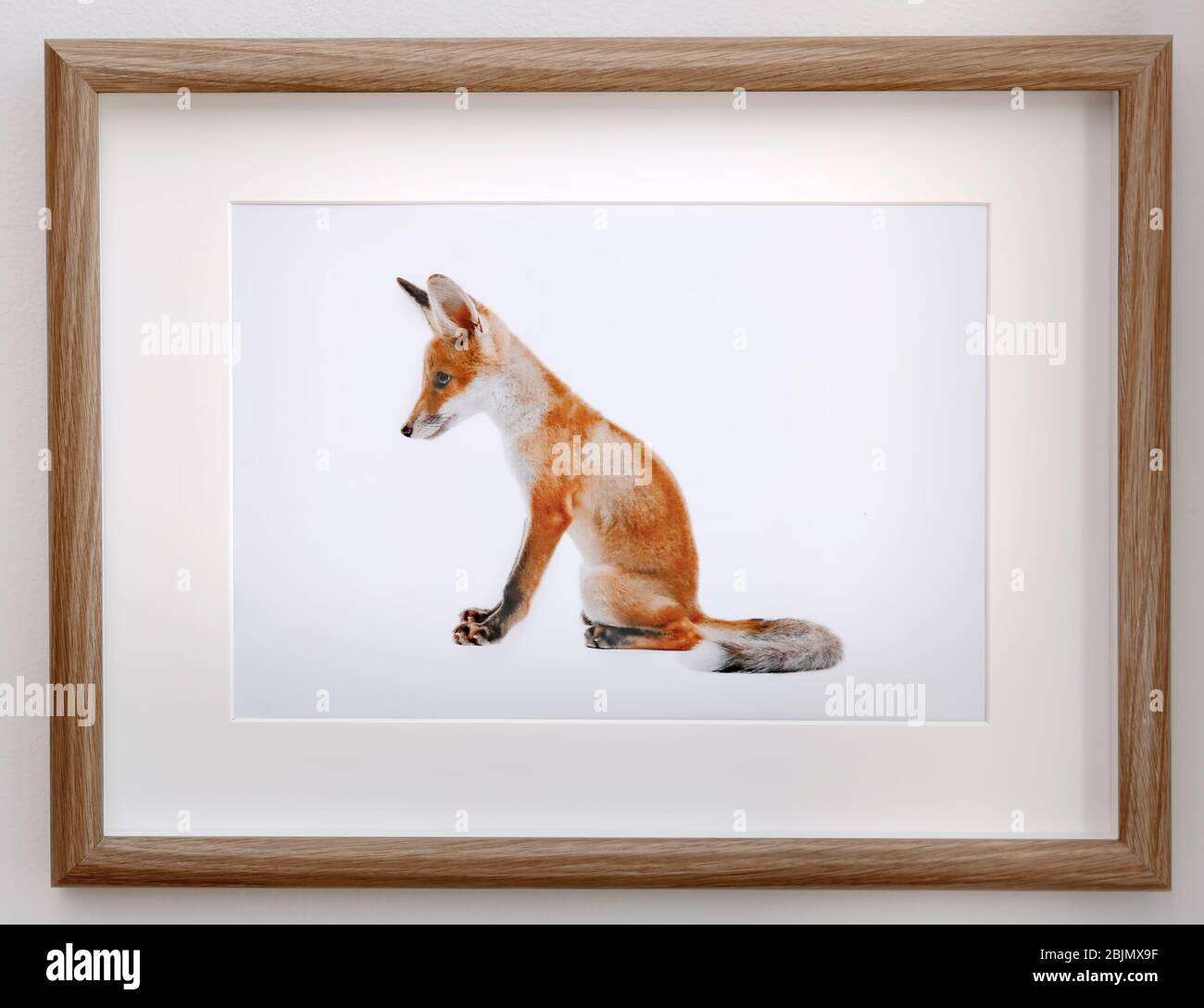 Fox adorable animal picture hi-res stock photography and images - Alamy