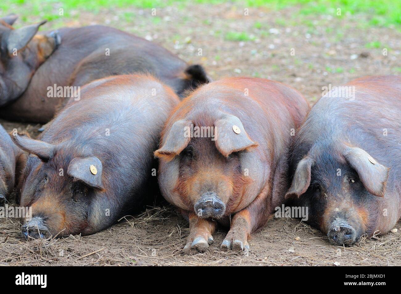 Iberian pigs. Badajoz province. Extremadura. Spain Stock Photo - Alamy