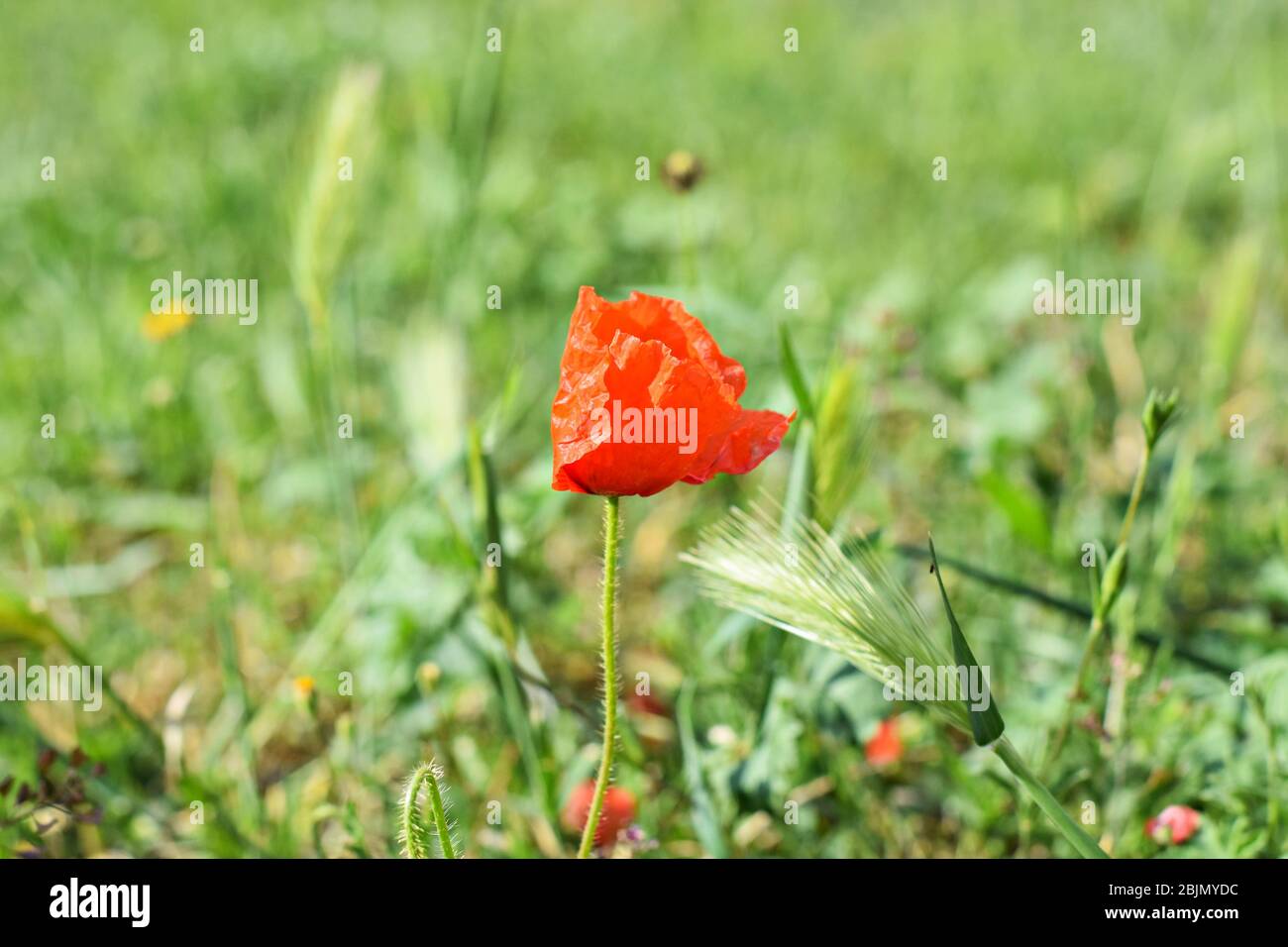 Beautiful red poppy flower isolated in the morning grass field Stock ...