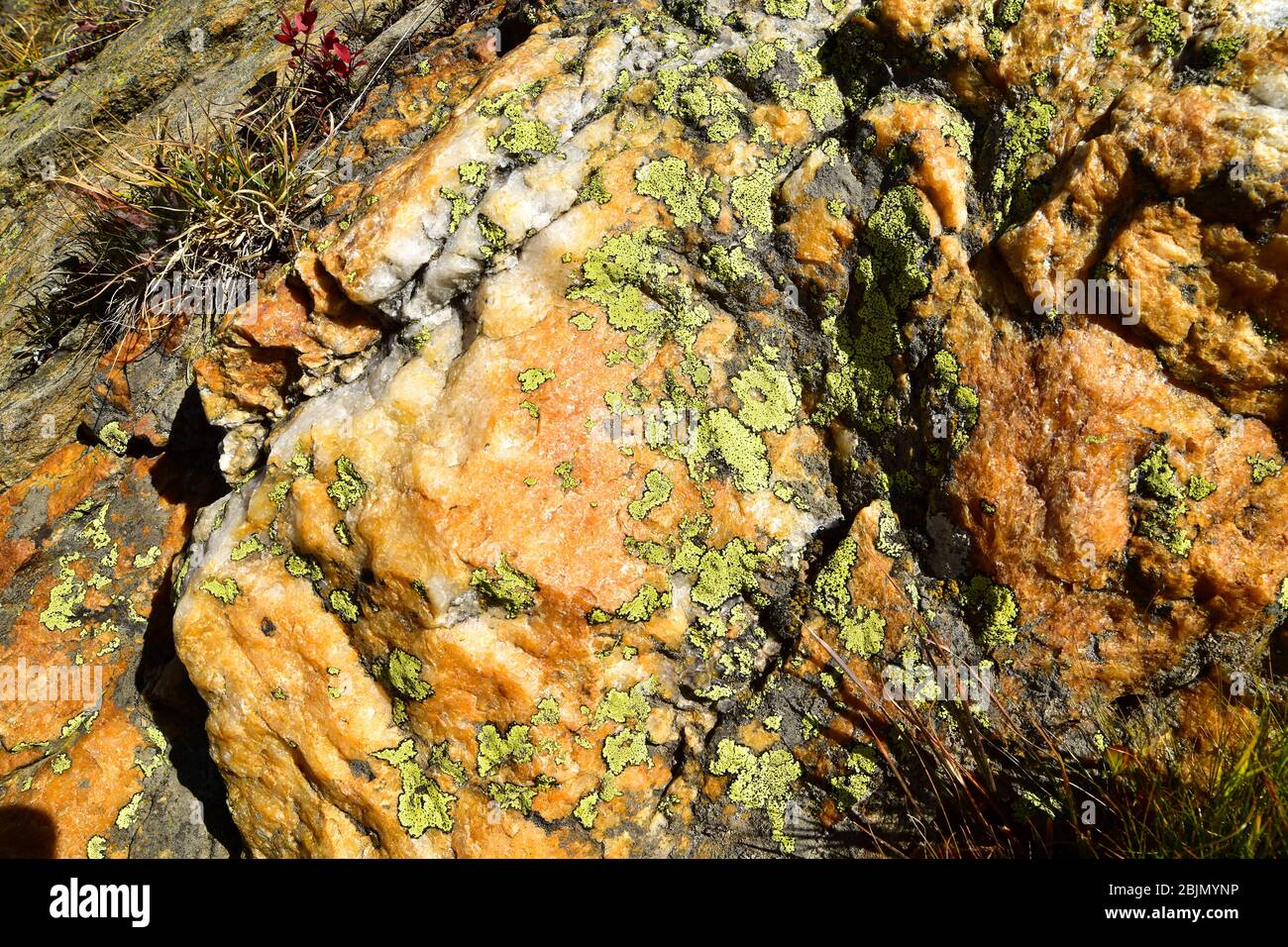 Green and cyan lichen on rock texture Stock Photo - Alamy