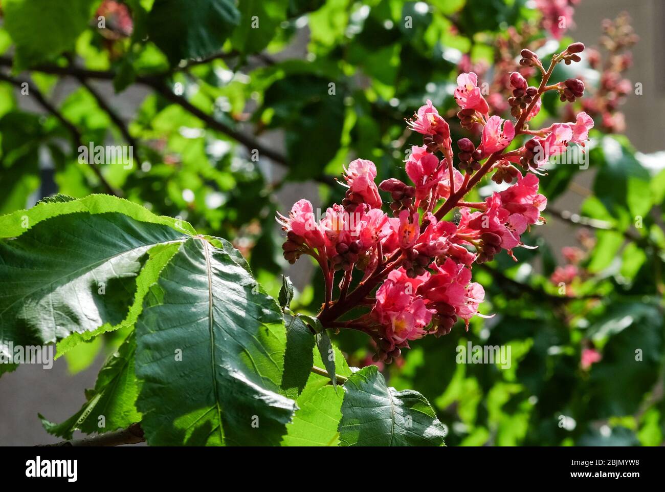 Berlin, Germany. 28th Apr, 2020. A flesh-red horse chestnut, also ...