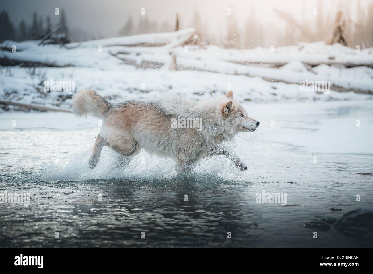 Wet wolf hi-res stock photography and images - Alamy