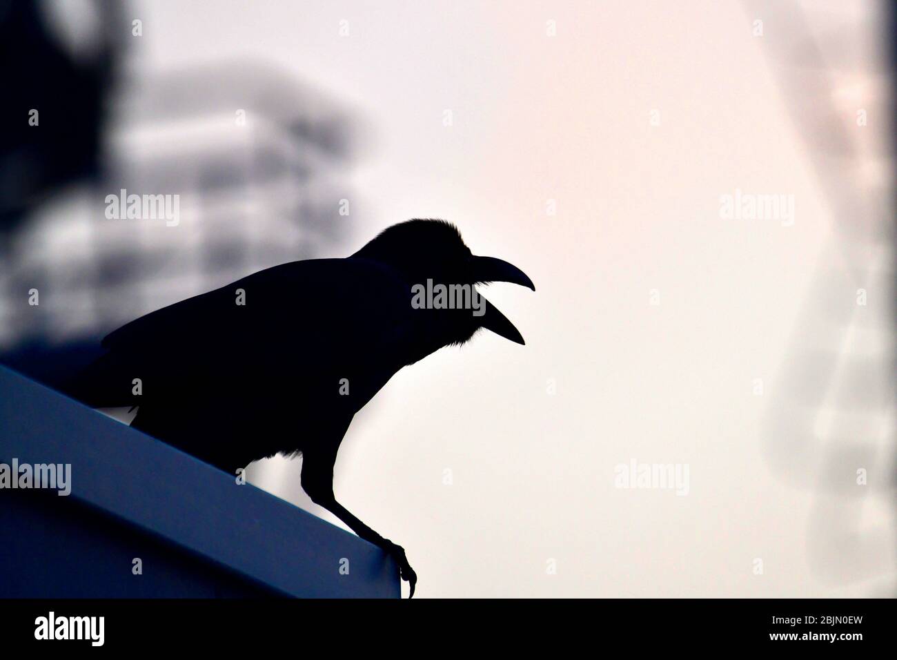 Crow japan hi-res stock photography and images - Alamy